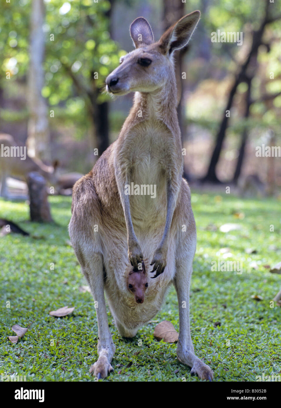 A Female Kangaroo with a Joey in her Pouch at Wild World Cairns ...