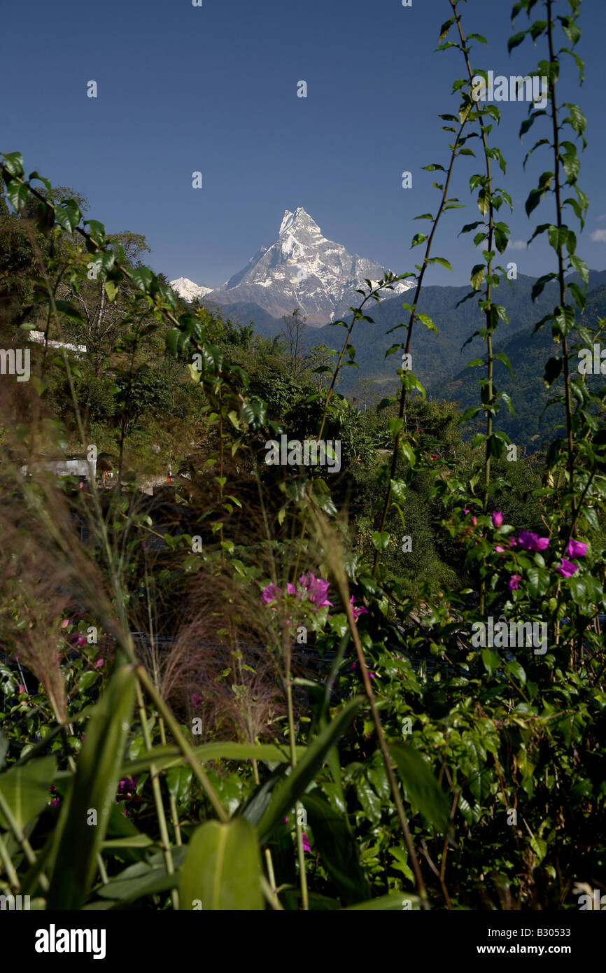 Machapuchare mountain in Nepal Stock Photo - Alamy