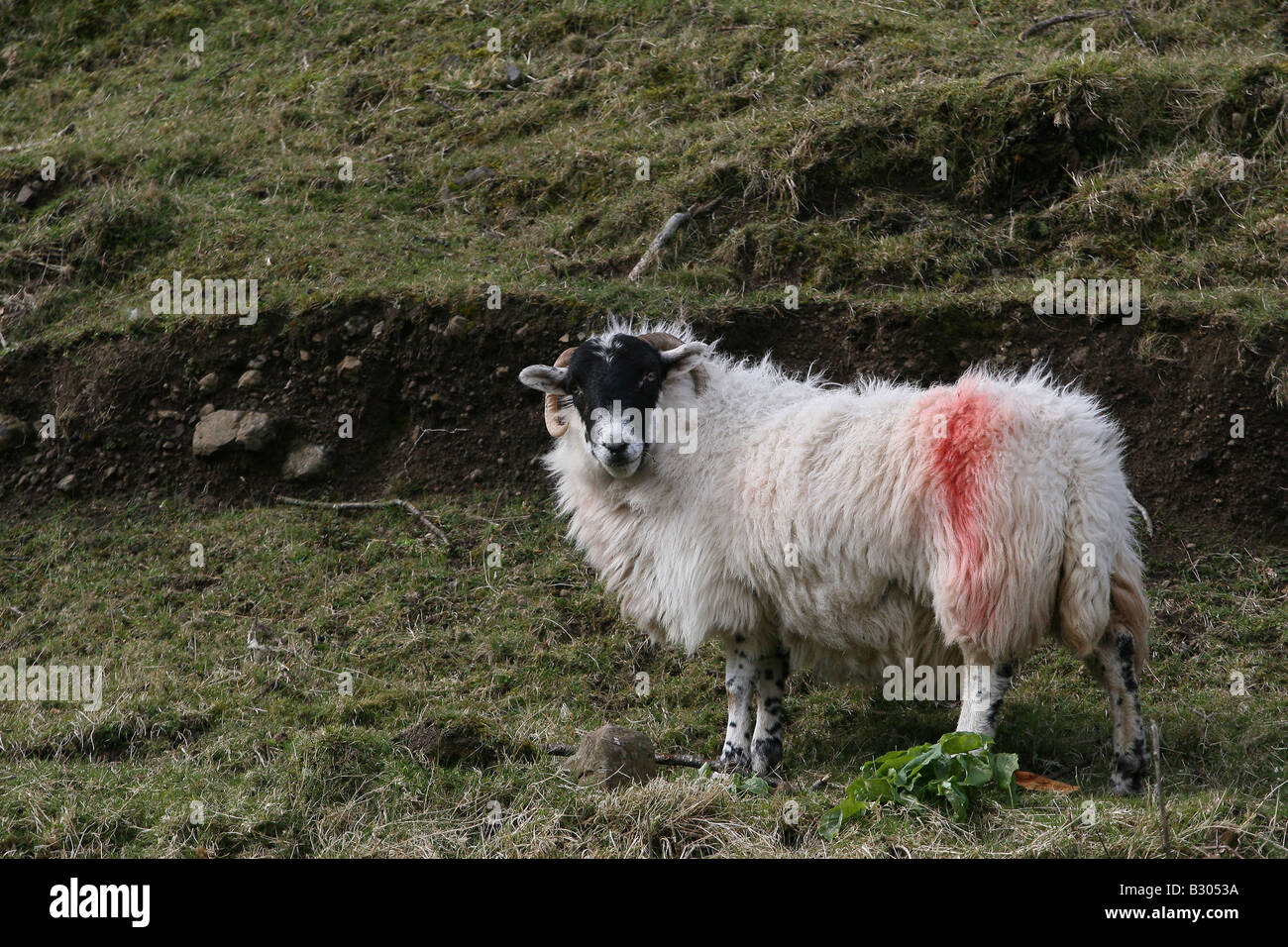 Highland sheep hi-res stock photography and images - Alamy