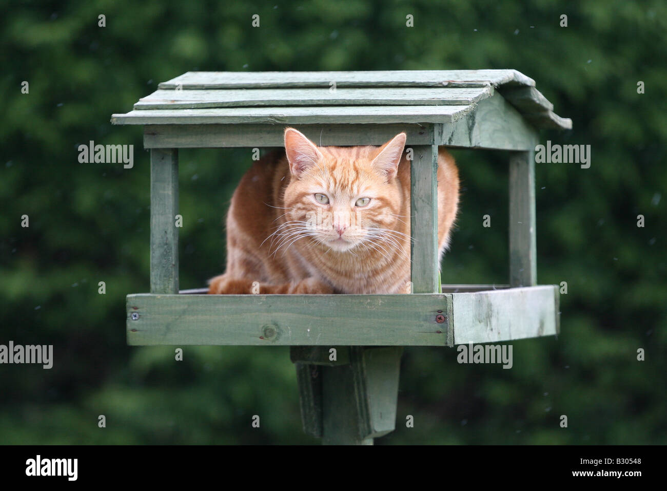 Tomcat sitting on a bird feeder Stock Photo - Alamy
