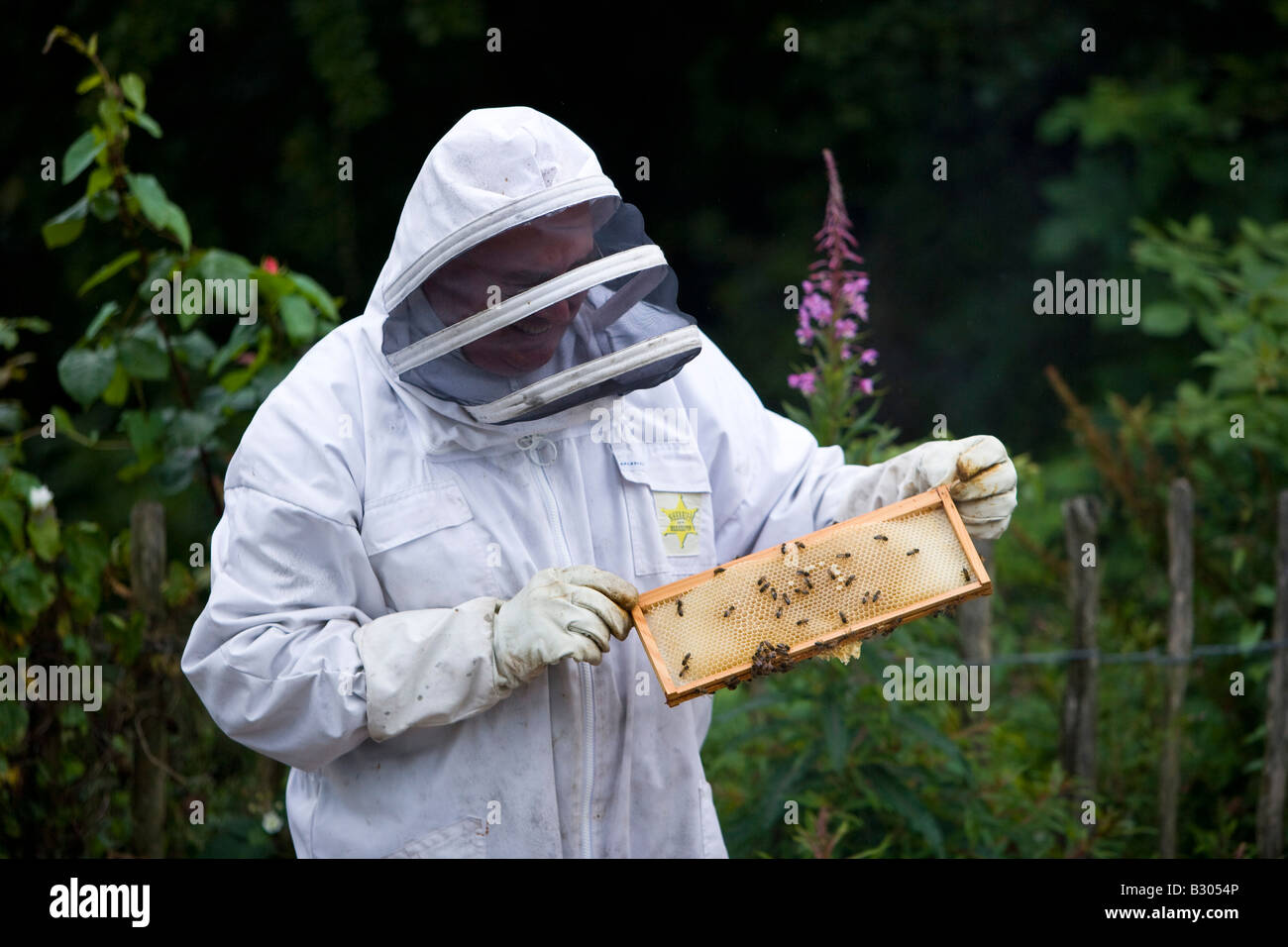 Honey bee uk hi-res stock photography and images - Alamy