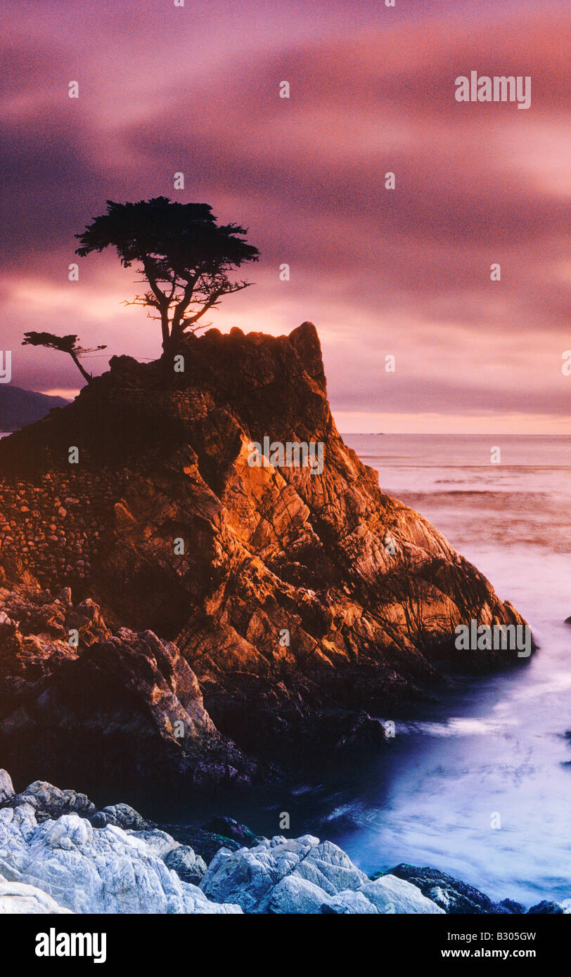 Lone cypress tree at pebble beach hi-res stock photography and images ...