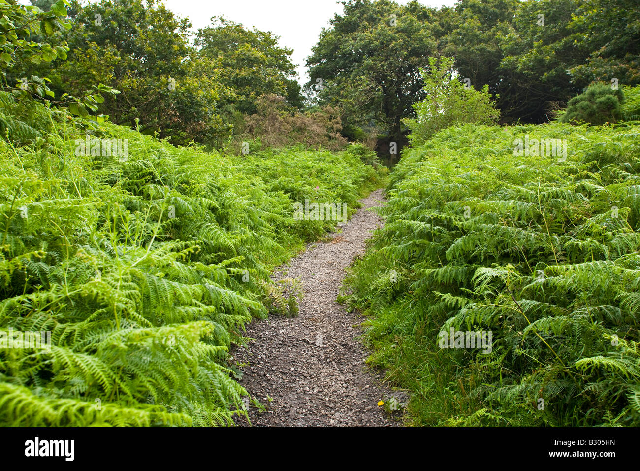 Pathway through bracken hi-res stock photography and images - Alamy