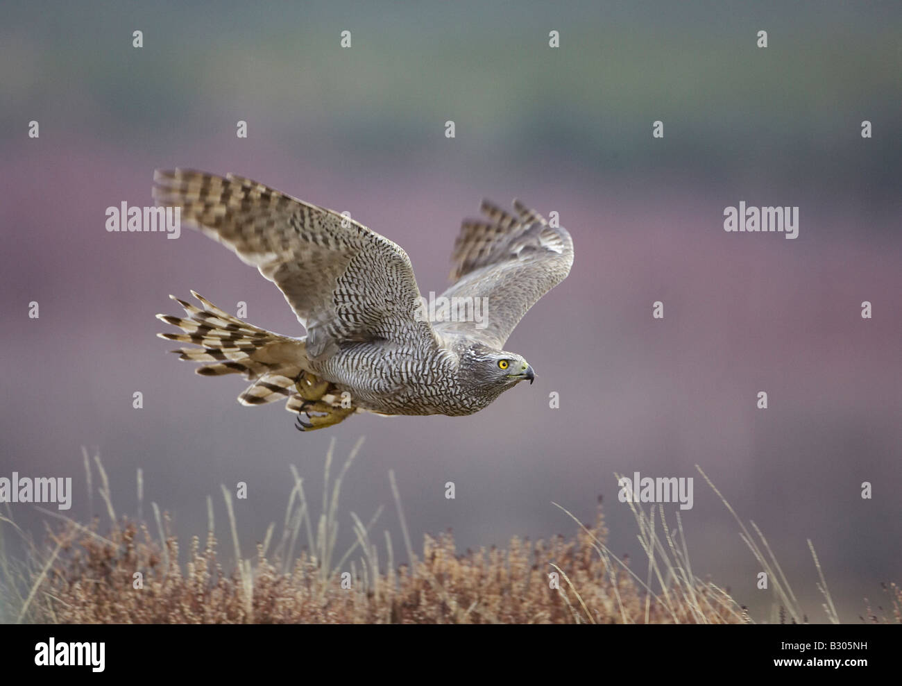 Goshawk in flight hi-res stock photography and images - Alamy