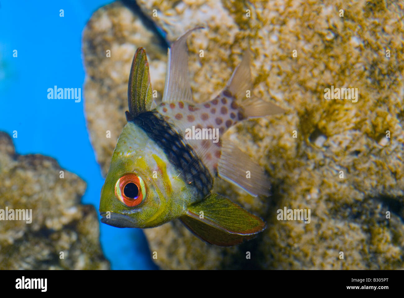 Pajama cardinalfish, Sphaeramia nematoptera, Apogonidae Stock Photo - Alamy