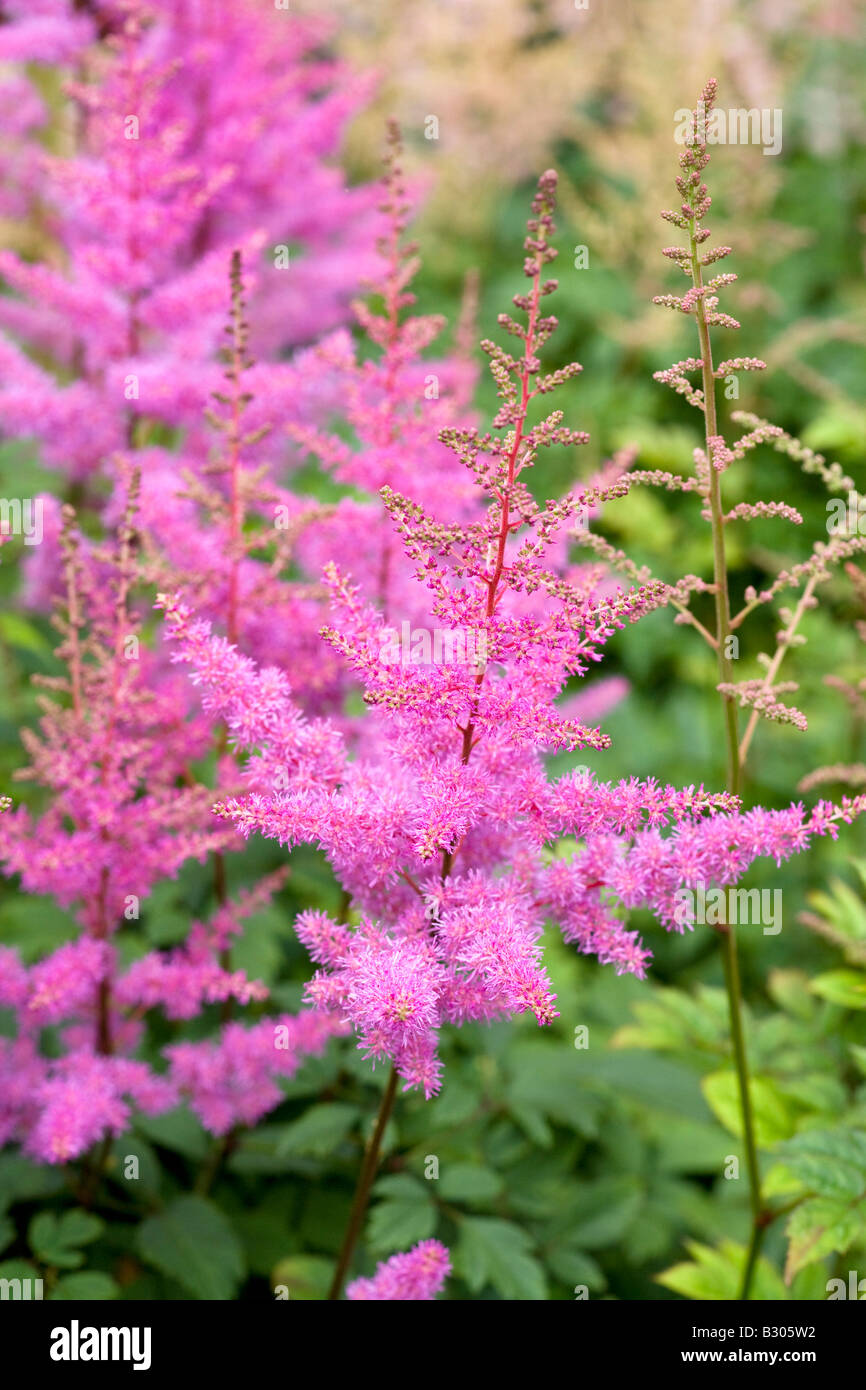 Astilbe arendsii amethyst hi-res stock photography and images - Alamy