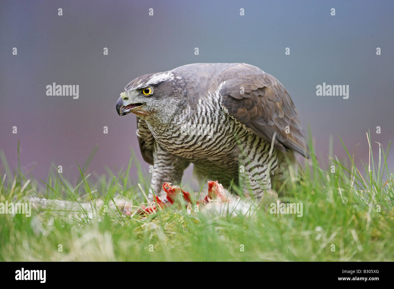 Goshawk (Accipiter gentilis), on plucking stump feeding on rabbit in ...