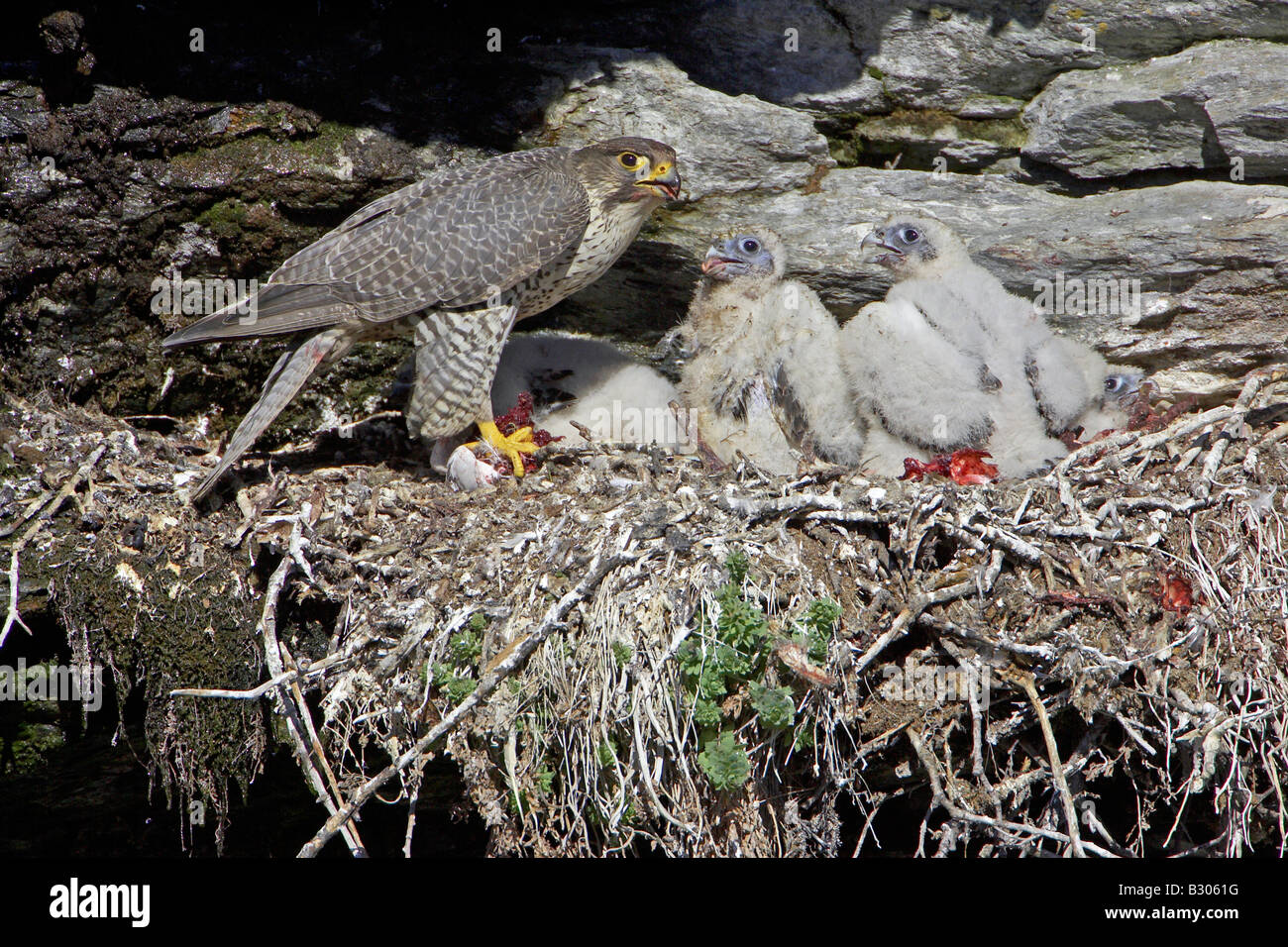 Gyrfalcon (Falco rusticolus) adult female and chicks at nest site on ...