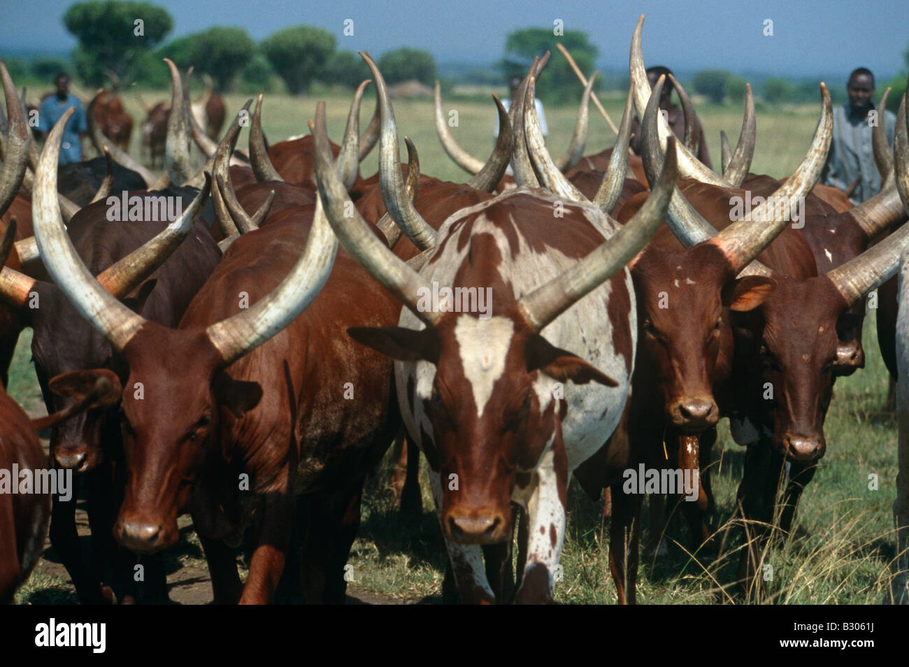 Uganda cattle hi-res stock photography and images - Alamy