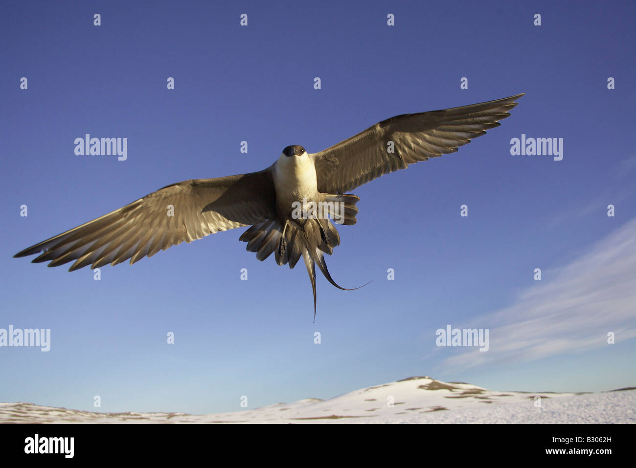Long-tailed Skua (Stercorarius longicaudus), adult in flight Stock ...