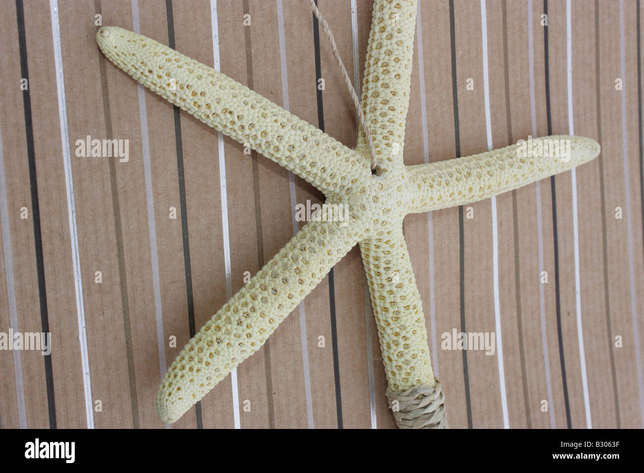STILL LIFE OF WHITE / CREAM STARFISH ON STRIPED BROWN BACKGROUND ...