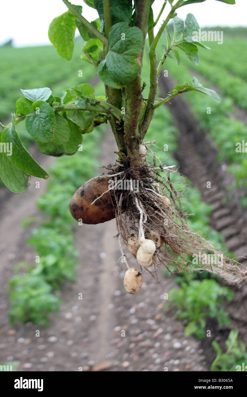 Potato Plant Roots High Resolution Stock Photography and Images - Alamy