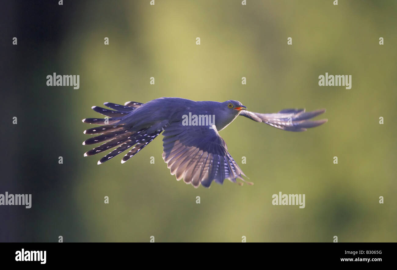 Cuckoo (Cuculus canorus), adult male in flight Stock Photo - Alamy