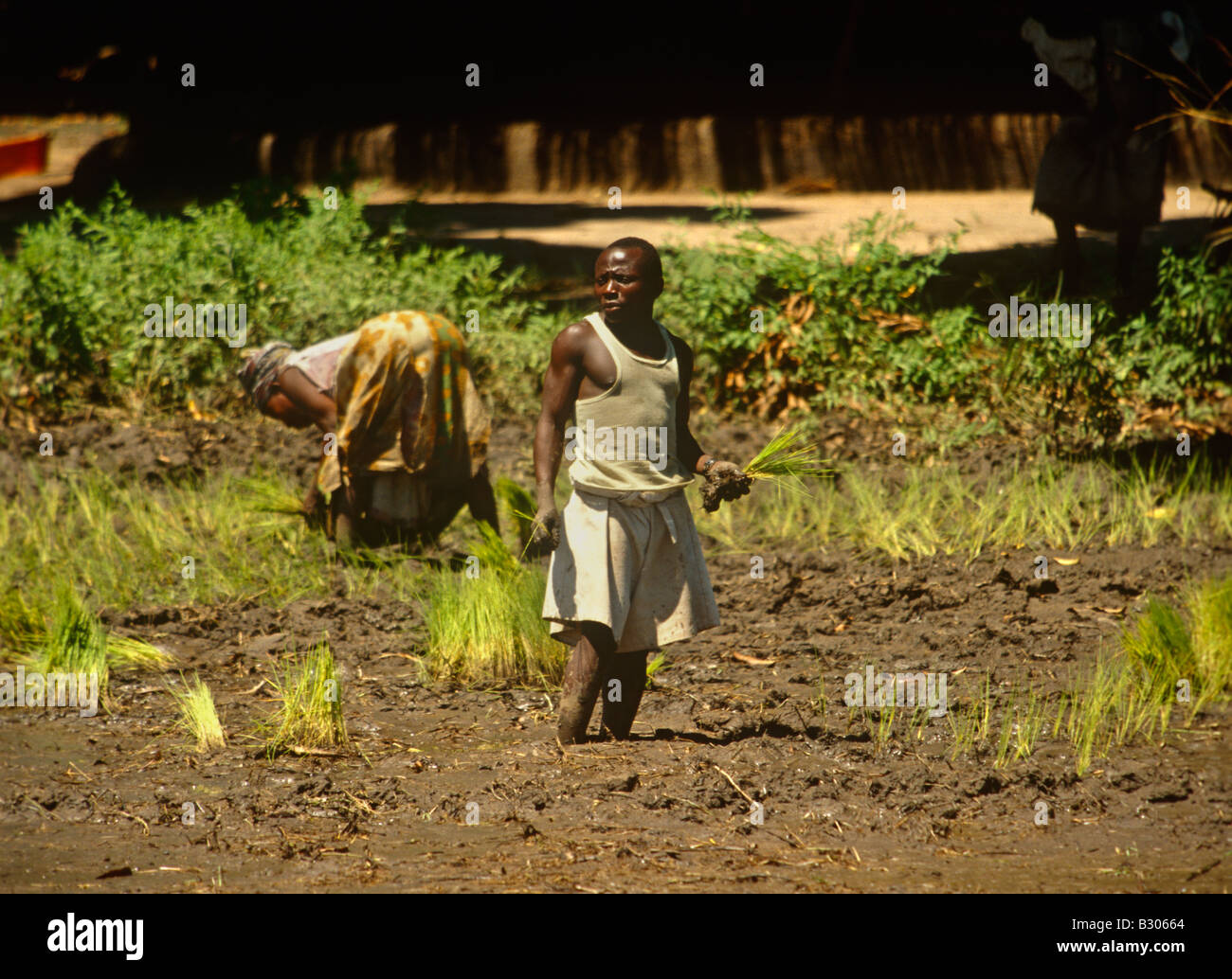 Farm workers in uganda hi-res stock photography and images - Alamy