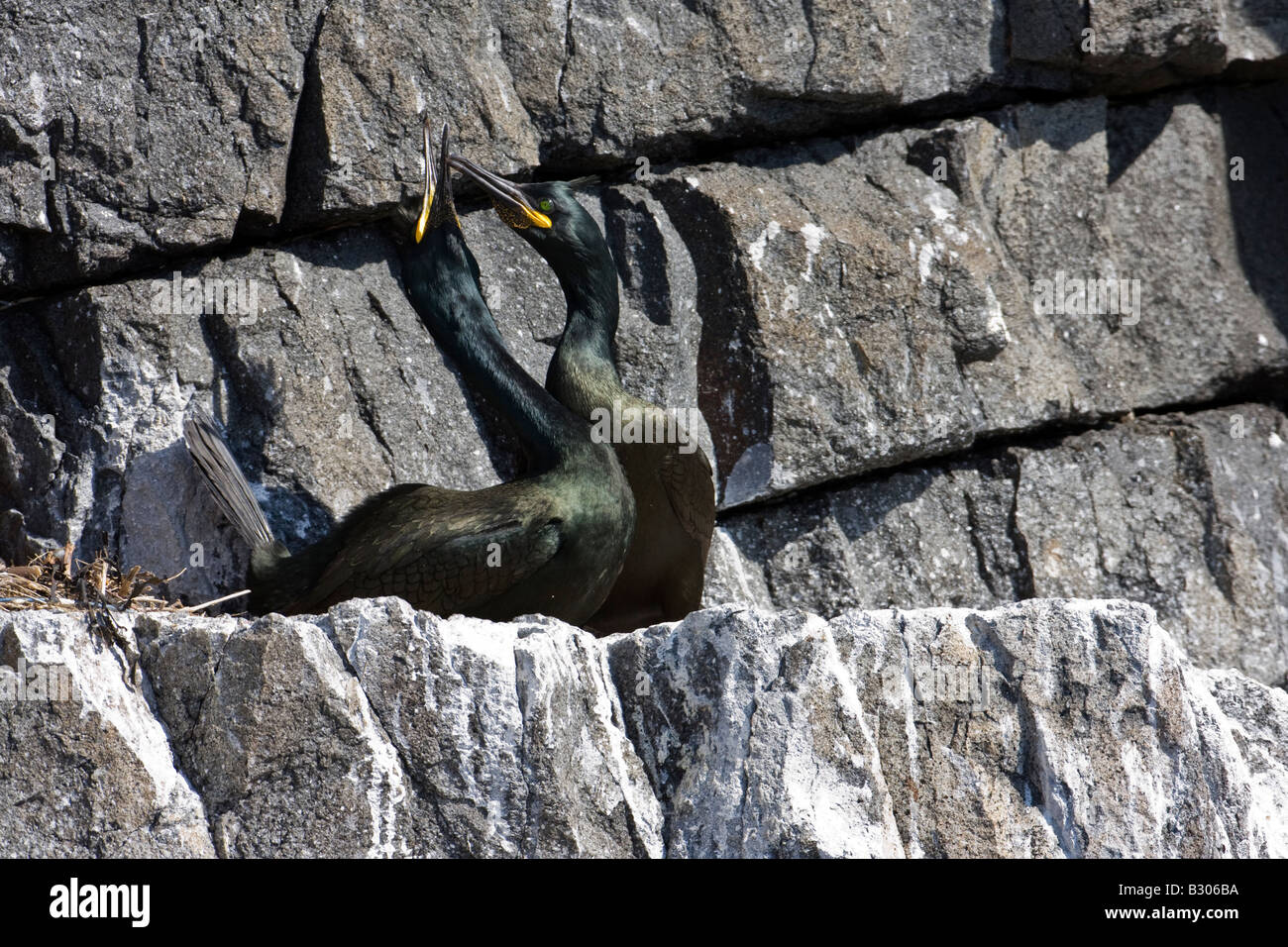 Breeding pair of Shag (Phalacrocorax aristotlis) display mating ...