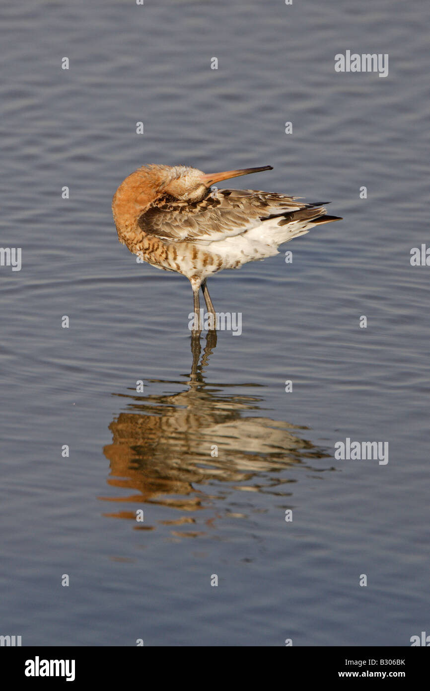 Black tailed godwit summer plumage hi-res stock photography and images ...