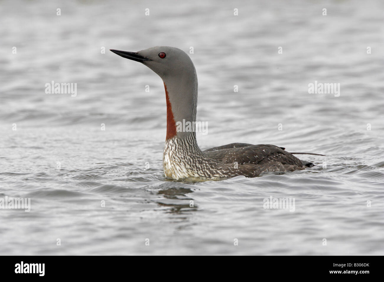 Red Throated Diver Stock Photos & Red Throated Diver Stock Images - Alamy