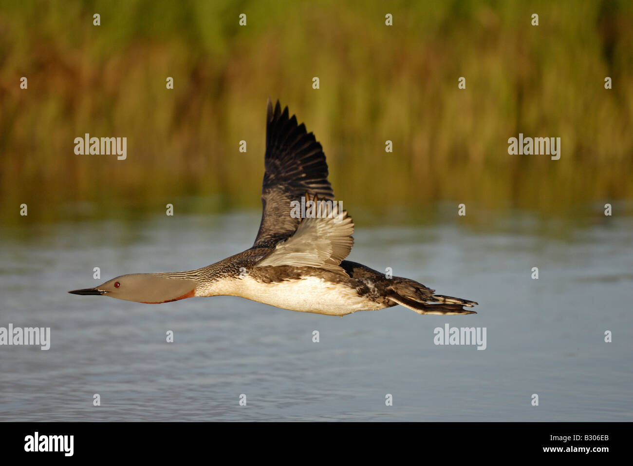 Red throated diver flying hi-res stock photography and images - Alamy