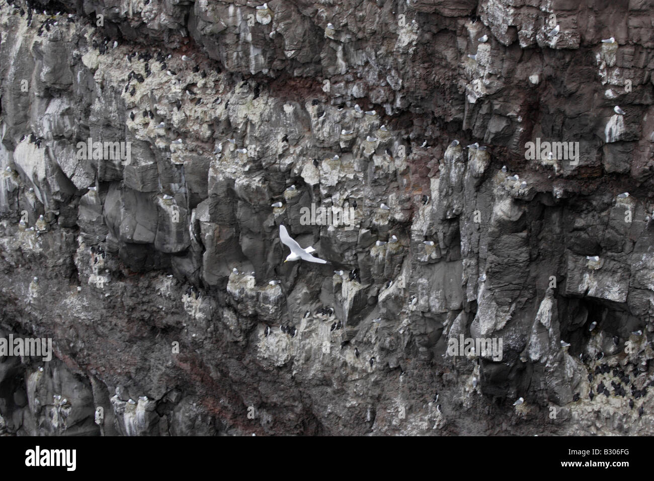 Latrabjarg Sea bird Cliff Iceland Stock Photo - Alamy