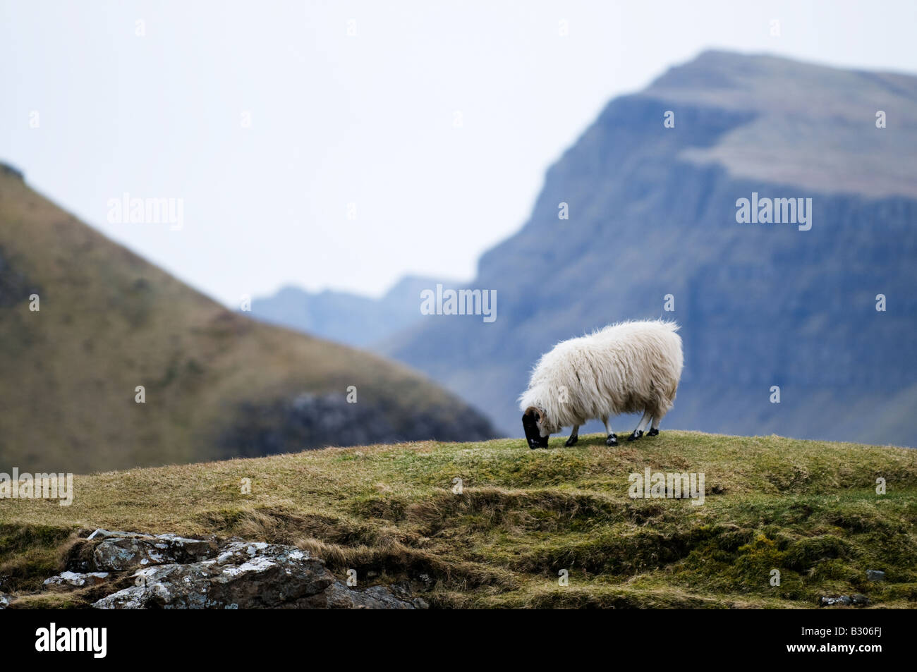 Highland Sheep at the Quiraing, Isle of Skye, Scotland, UK Stock Photo ...