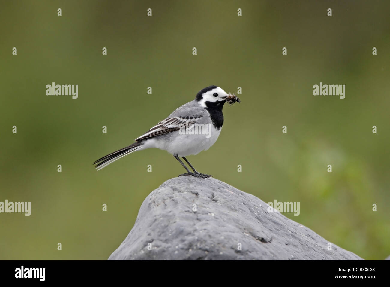 White Wagtail carrying food Stock Photo - Alamy