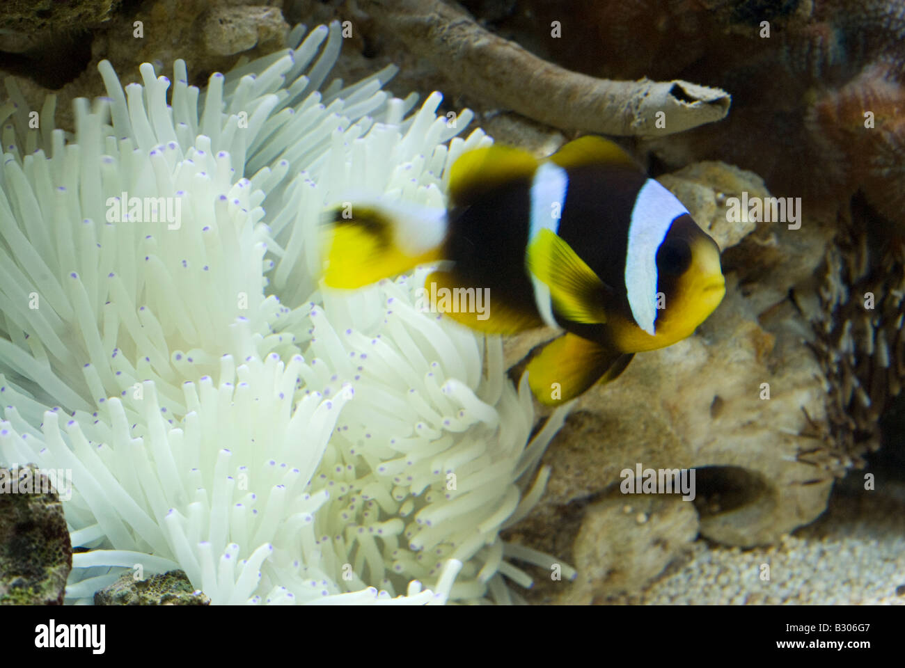 Indo pacific ocean reef aquarium hi-res stock photography and images ...