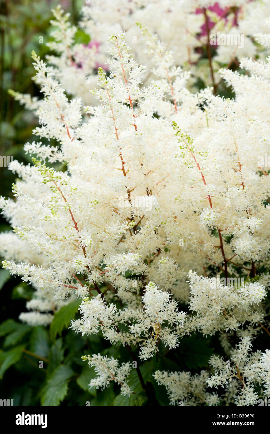 flowers of a white astilbe Stock Photo - Alamy