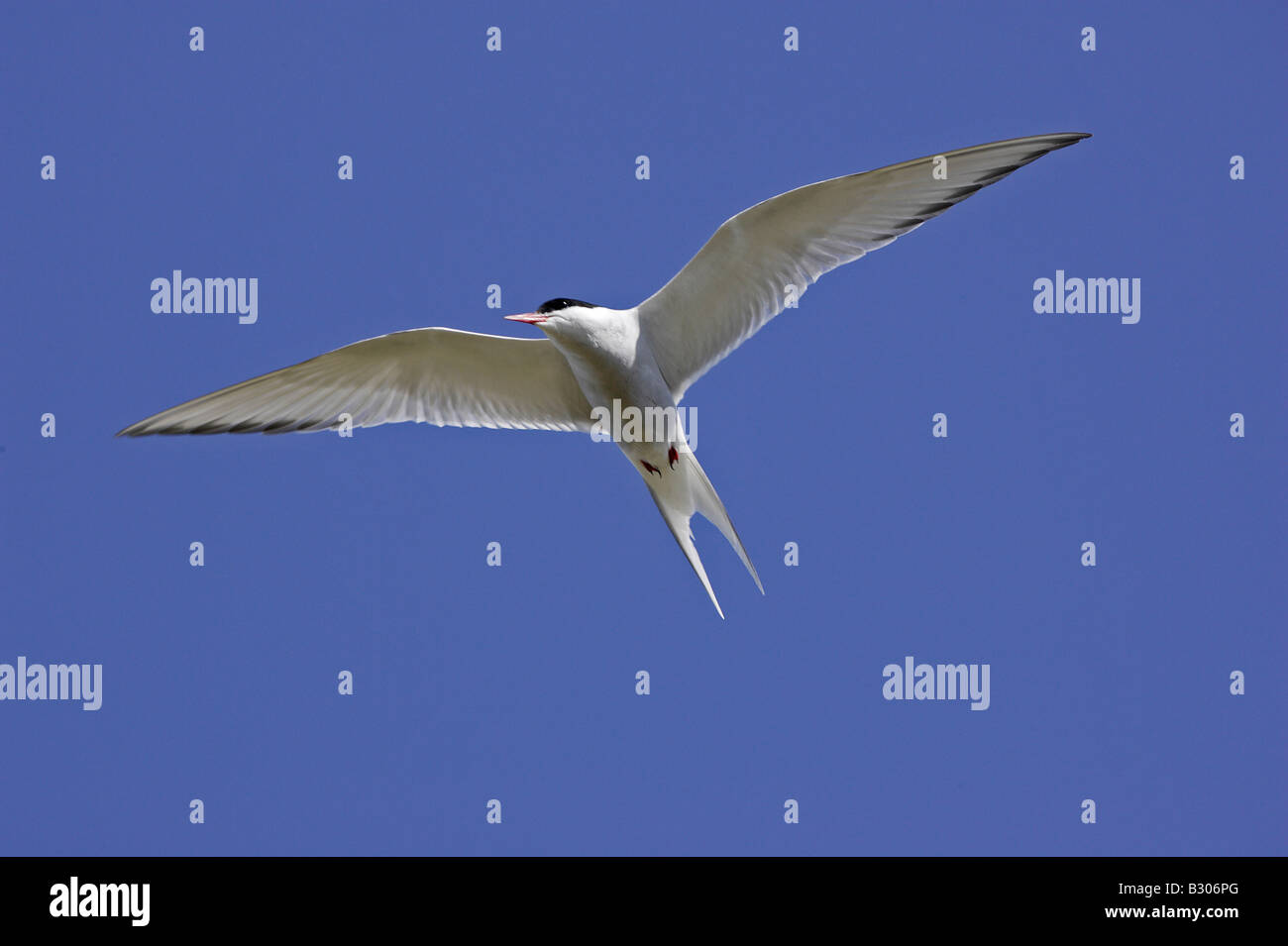 Arctic Tern Flying Stock Photo - Alamy
