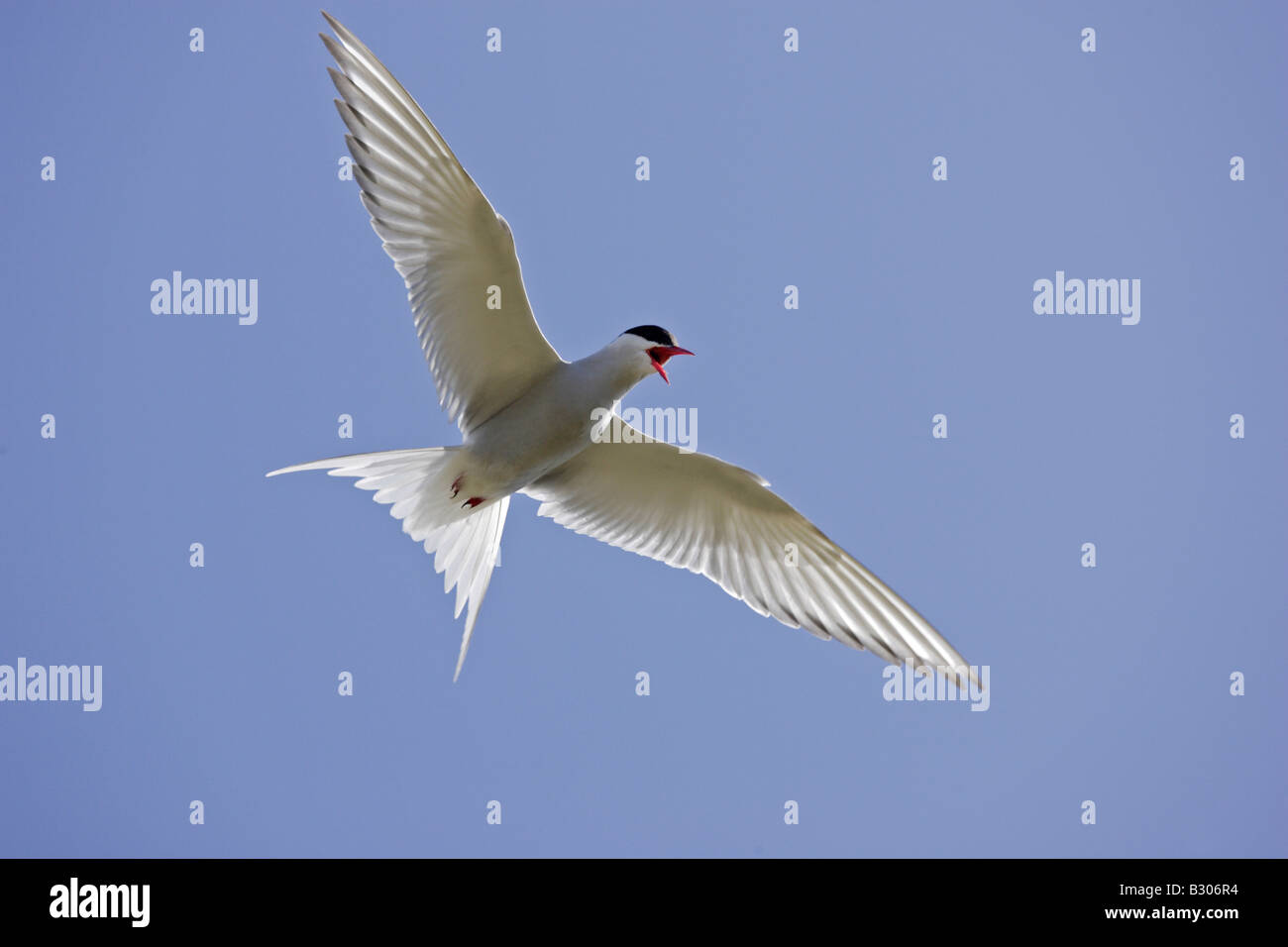 Arctic Tern calling in flight Stock Photo - Alamy
