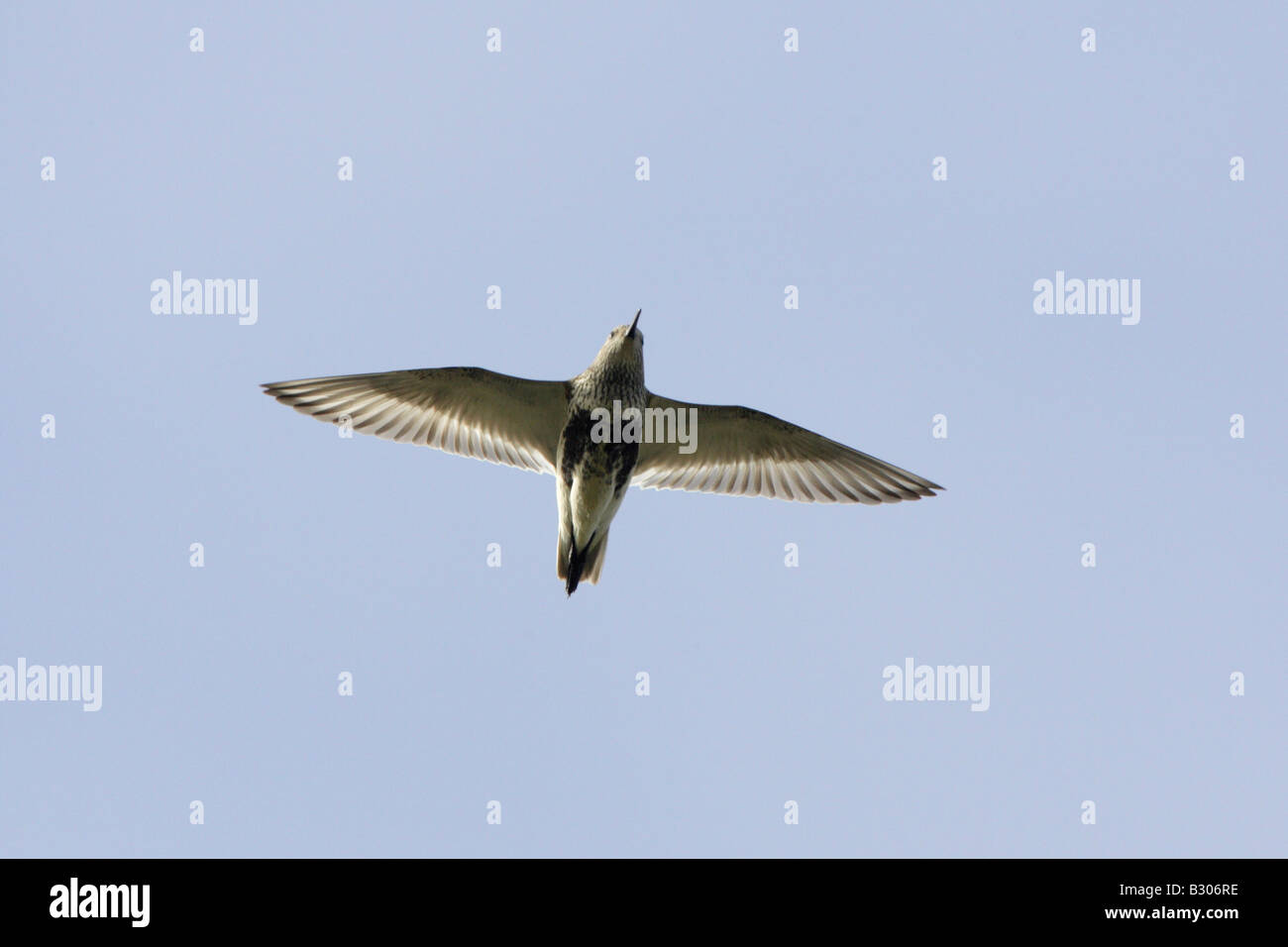 Dunlin flying hi-res stock photography and images - Alamy
