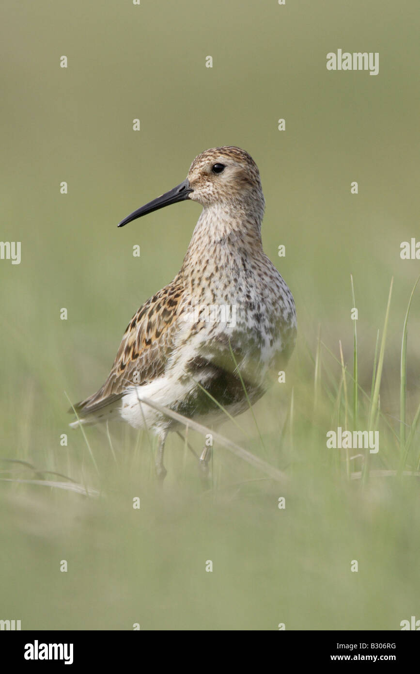 Dunlin in breedin plumage Stock Photo - Alamy