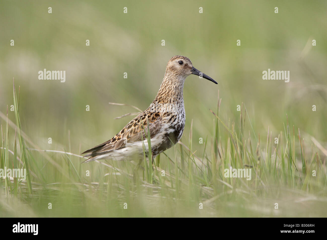 In breeding hi-res stock photography and images - Alamy