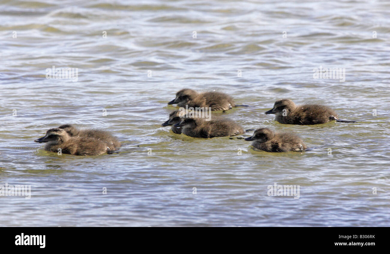 Common Eider Duck Chicks Swimming Stock Photo - Alamy