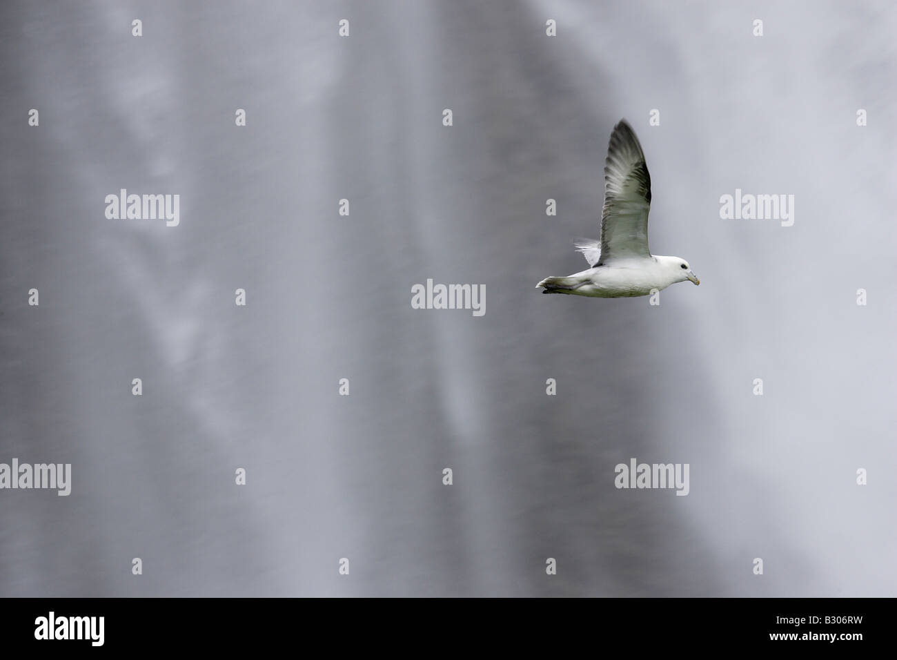 Fulmar at Seljalands foss waterfall Iceland Stock Photo - Alamy