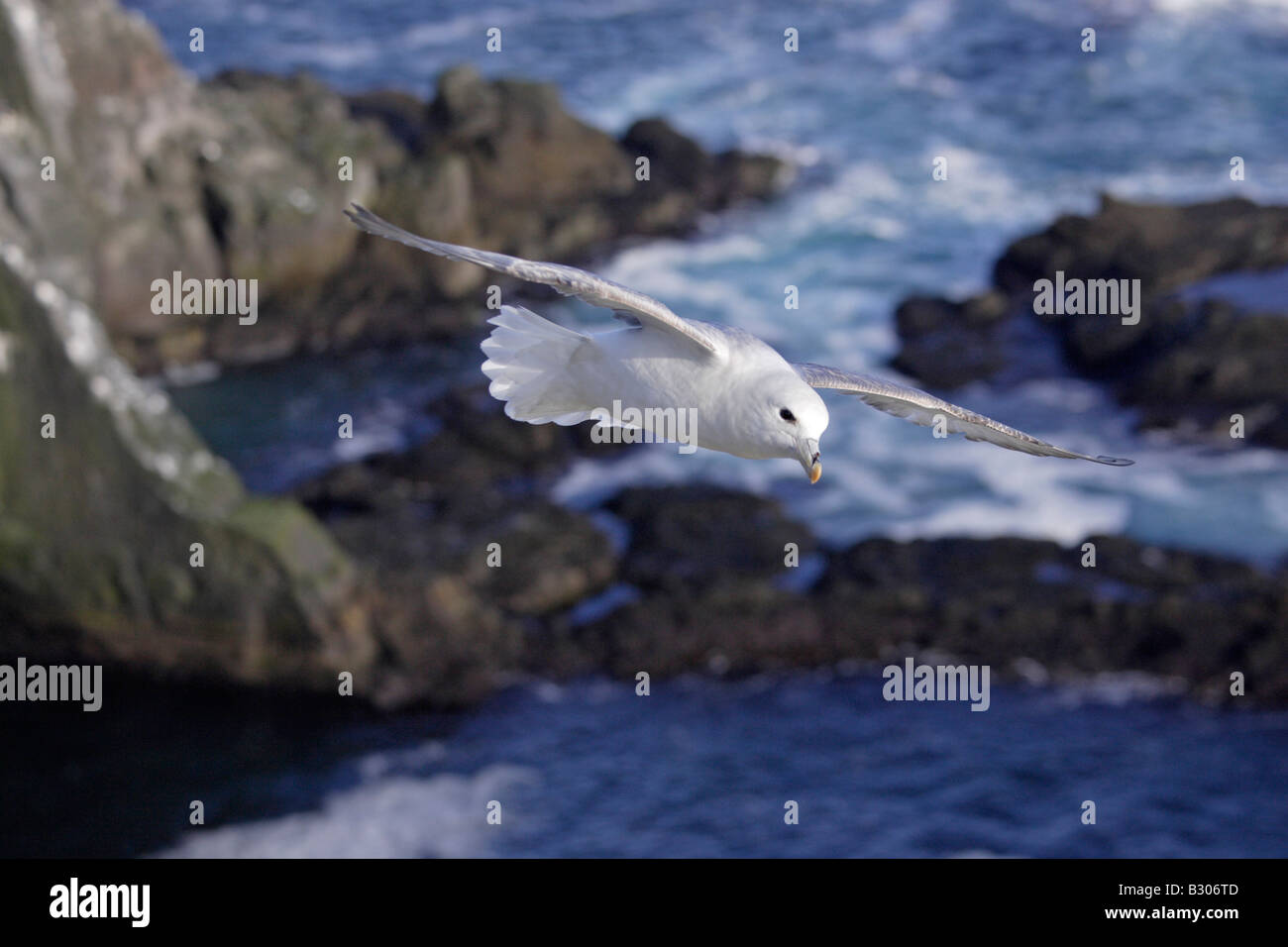 Fulmar High Resolution Stock Photography and Images - Alamy