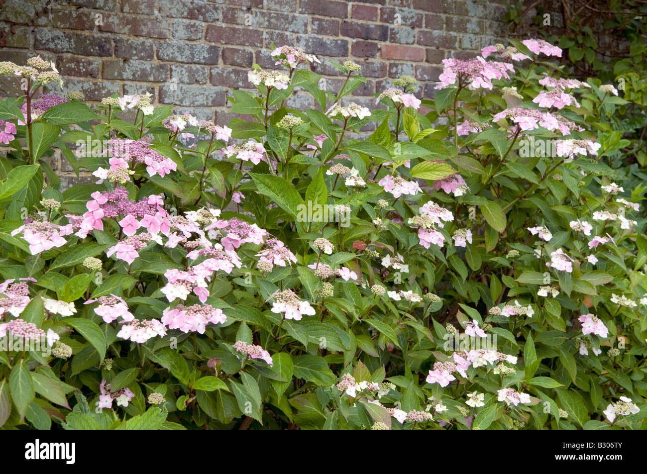 Hydrangea paniculata hi-res stock photography and images - Alamy
