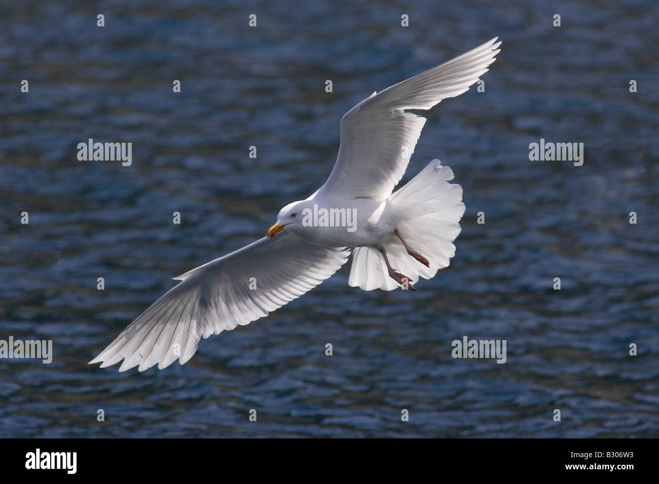 Glaucous Gull in flight Stock Photo - Alamy