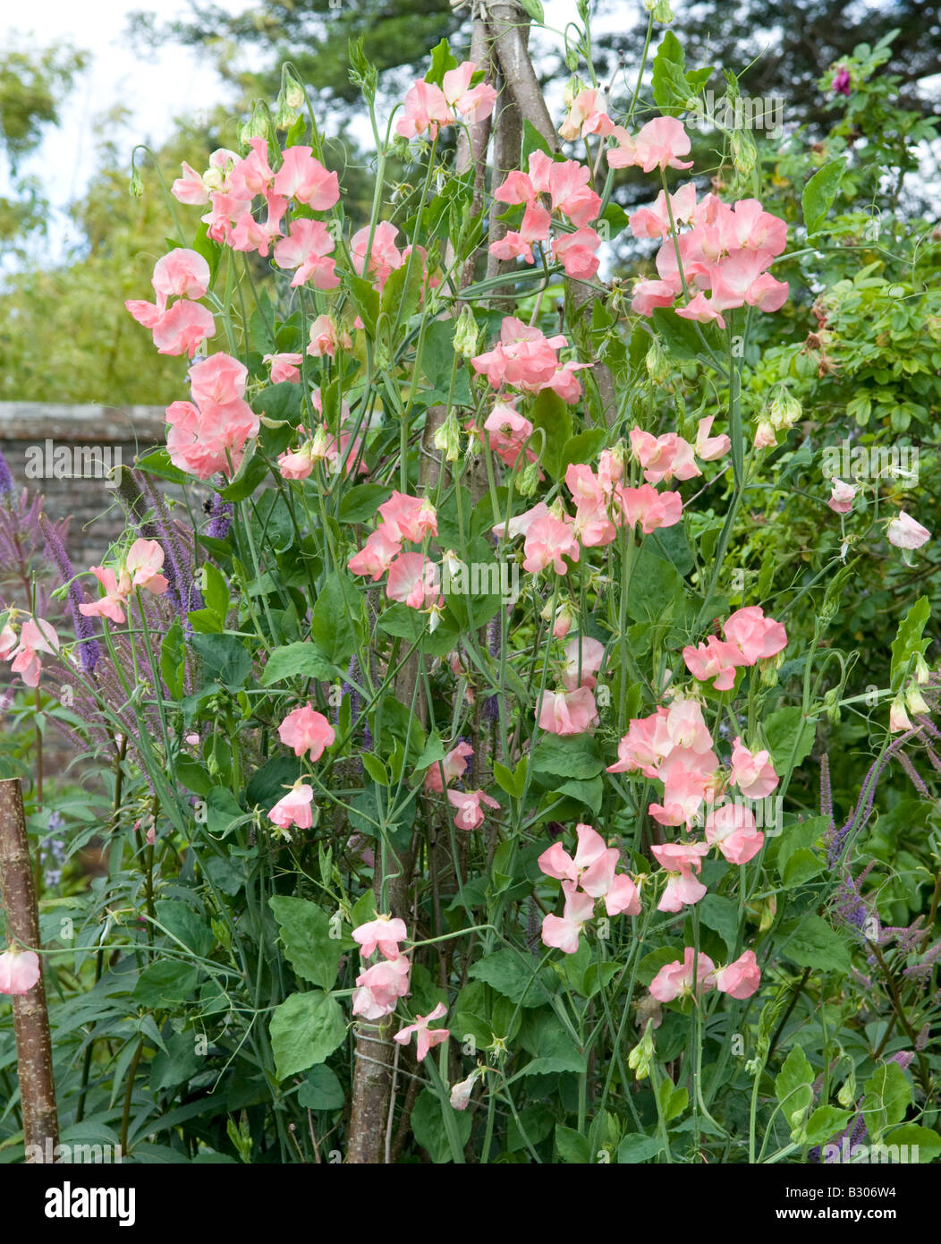 Lathyrus odoratus `Charles Unwin` Sweet peas Stock Photo - Alamy