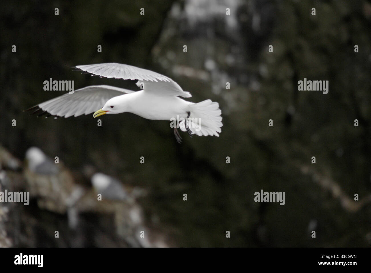 Kittiwake in flight Stock Photo - Alamy