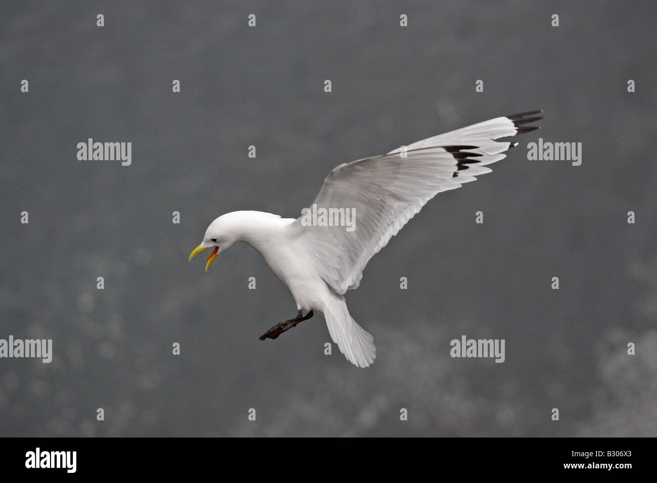 Kittiwake in flight Stock Photo - Alamy