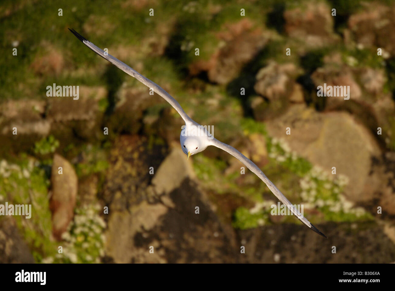 Kittiwake in flight hi-res stock photography and images - Alamy