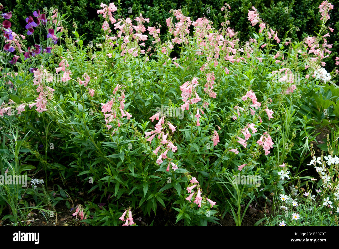 Scrophulariaceae hi-res stock photography and images - Alamy