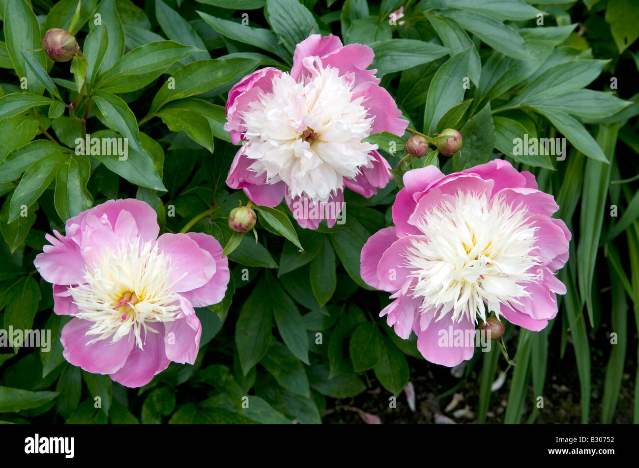 Paeonia lactiflora `Bowl of Beauty` Peony Stock Photo - Alamy