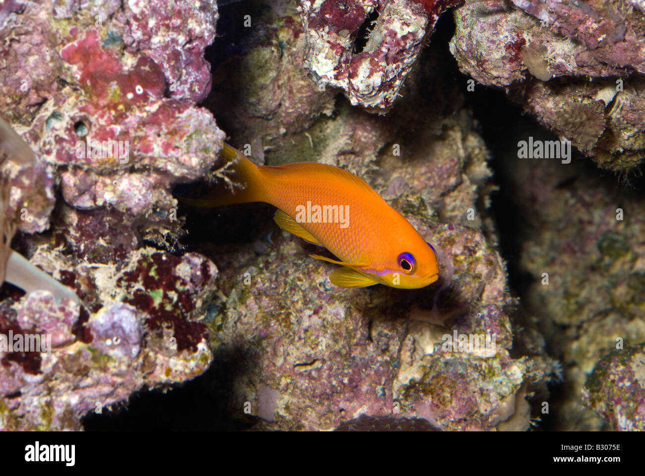 Serranidae hi-res stock photography and images - Alamy