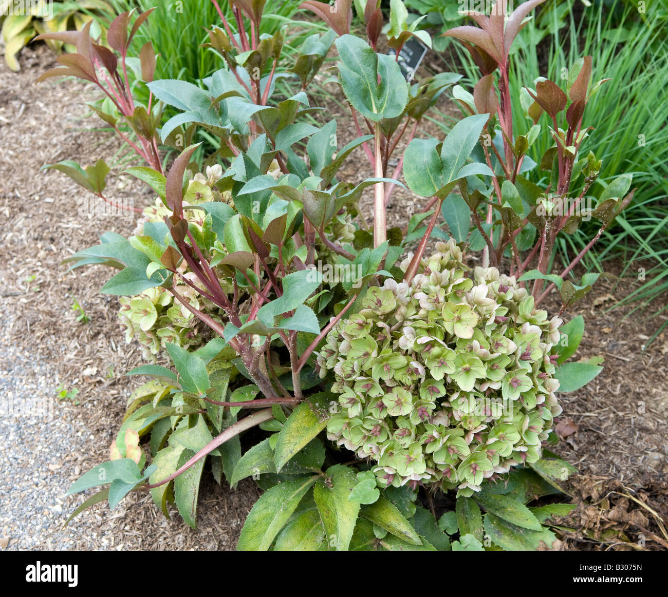 Helleborus x sternii Stock Photo - Alamy
