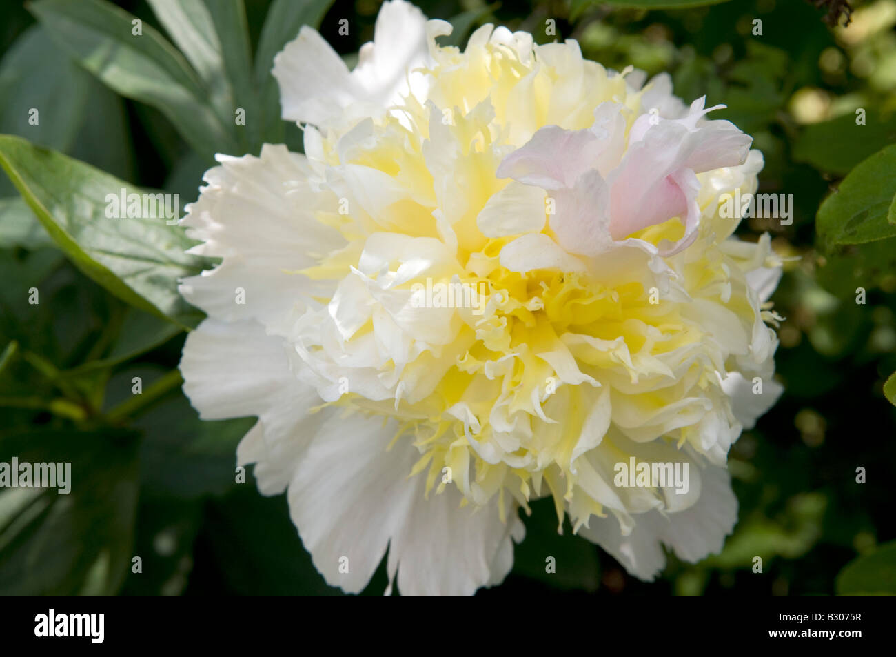 Chinese Peony Stock Photos & Chinese Peony Stock Images - Alamy