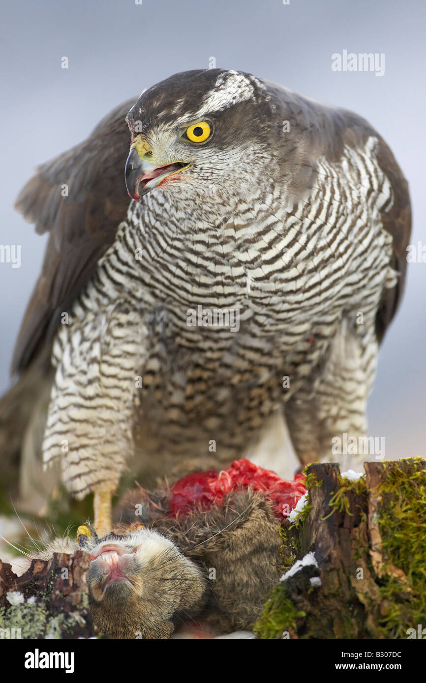 Goshawk (Accipiter gentilis), on plucking stump feeding on rabbit in ...