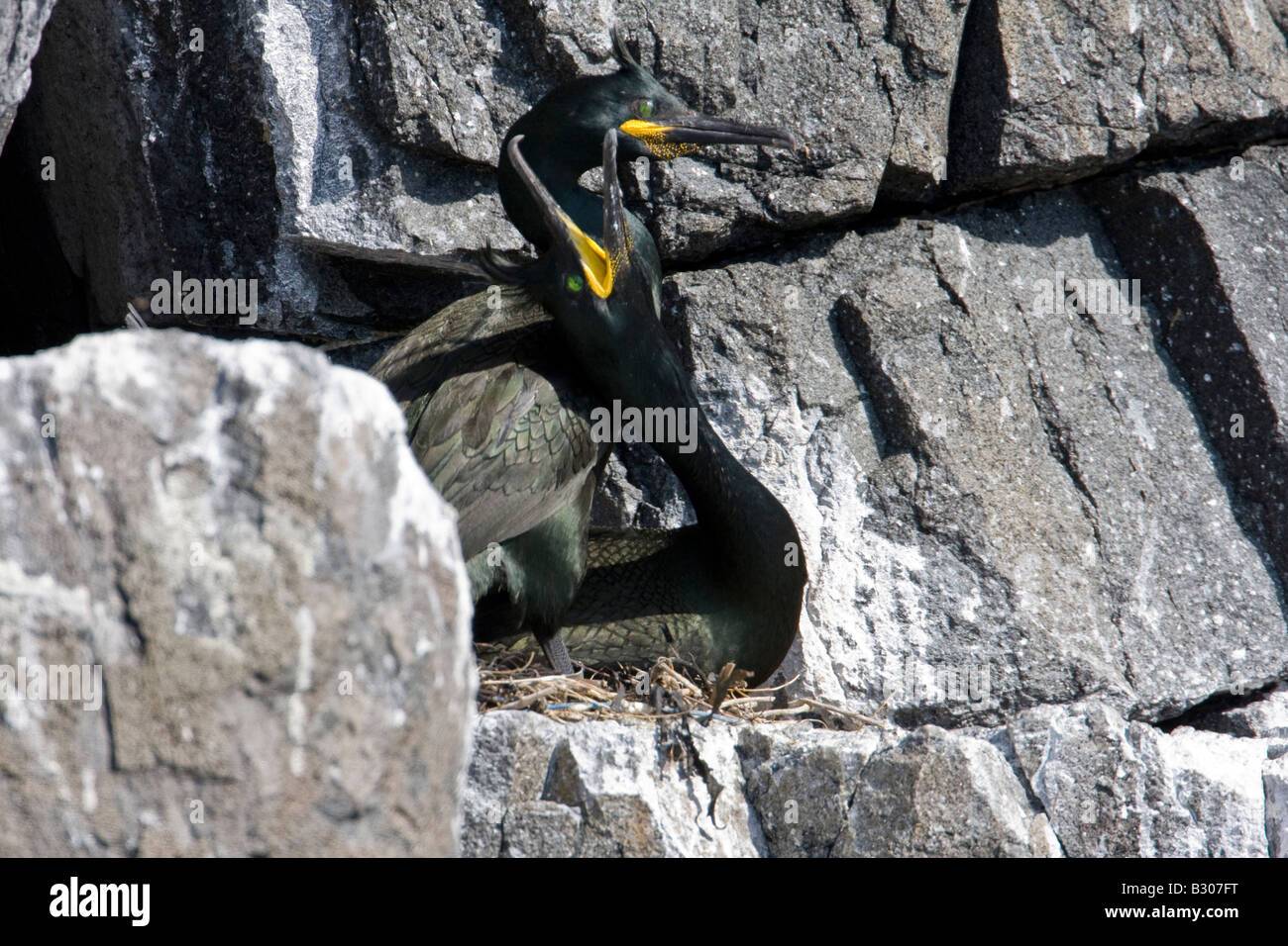 Breeding pair of Shag (Phalacrocorax aristotlis) display mating ...