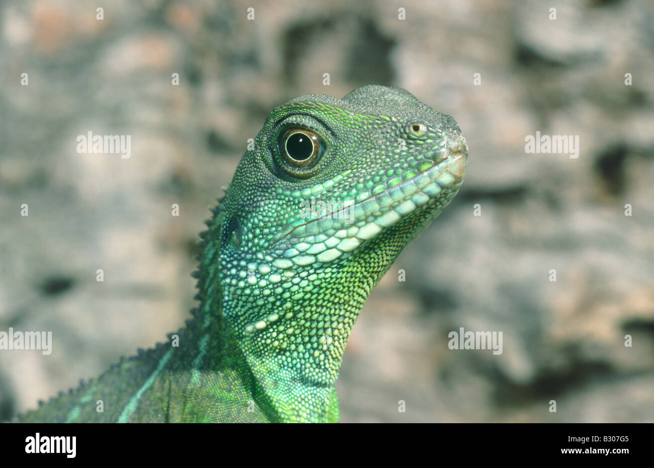 Plumed Basilisk Lizard "Basiliscus Plumfrons Stock Photo - Alamy