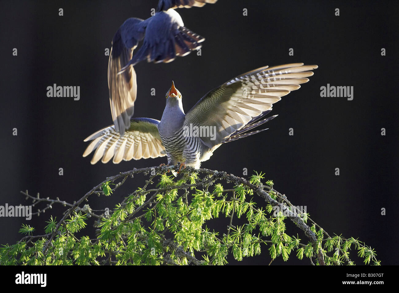 Cuckoo (Cuculus canorus). Two adult males fighting one bird perched ...
